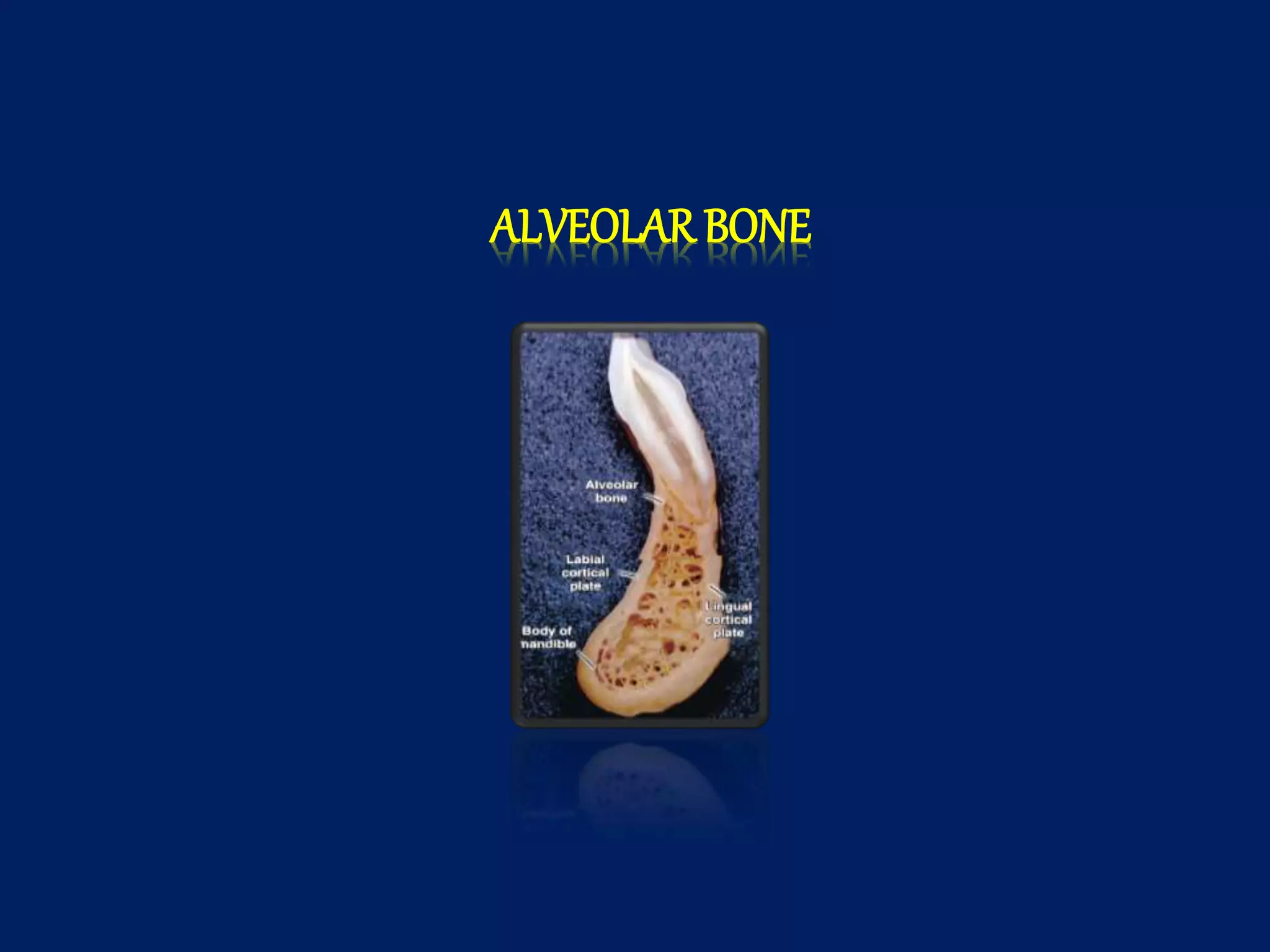Alveolar bone | PPTX