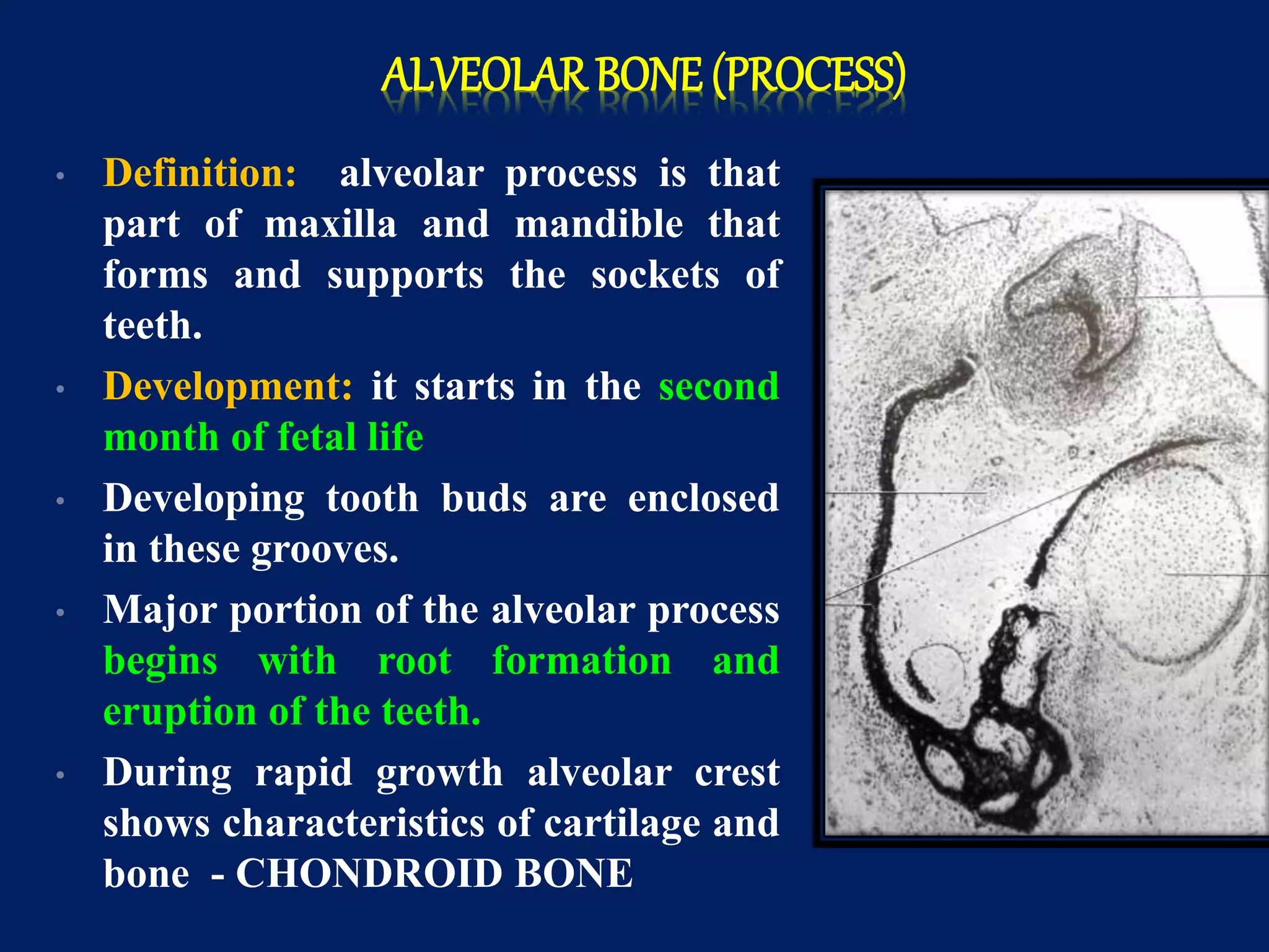 Alveolar bone | PPTX