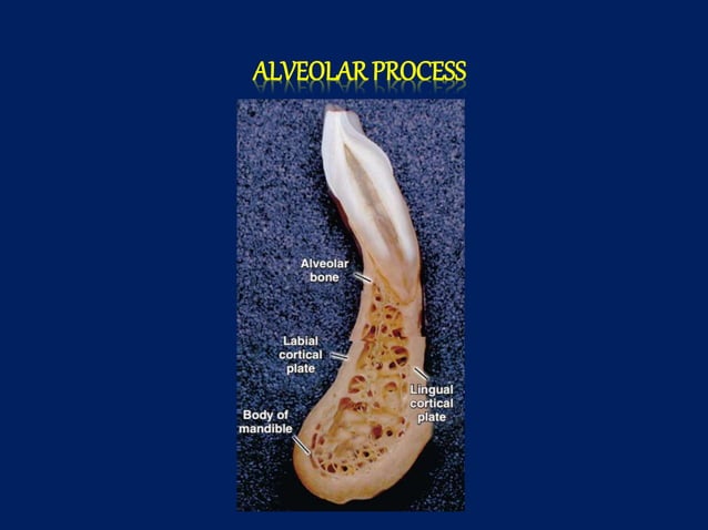 Alveolar bone | PPTX | Bone and Joint Conditions | Diseases and Conditions