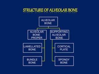Alveolar bone | PPTX