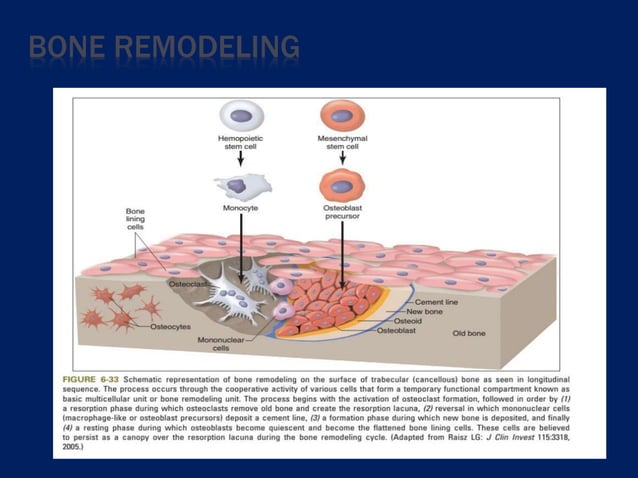 Alveolar bone | PPTX | Bone and Joint Conditions | Diseases and Conditions