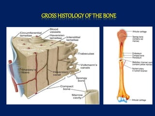 Alveolar Bone