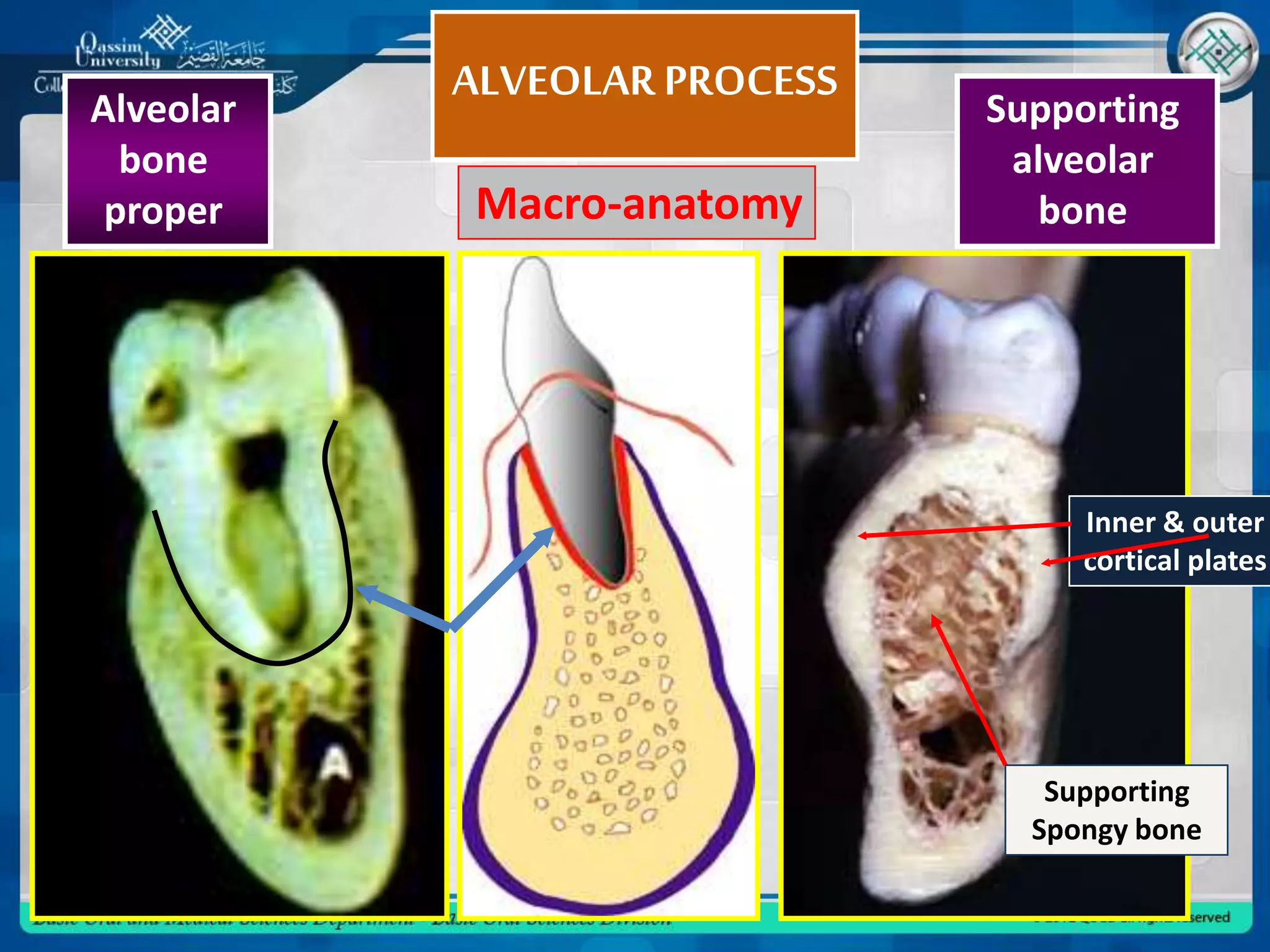 Alveolar bone | PPTX