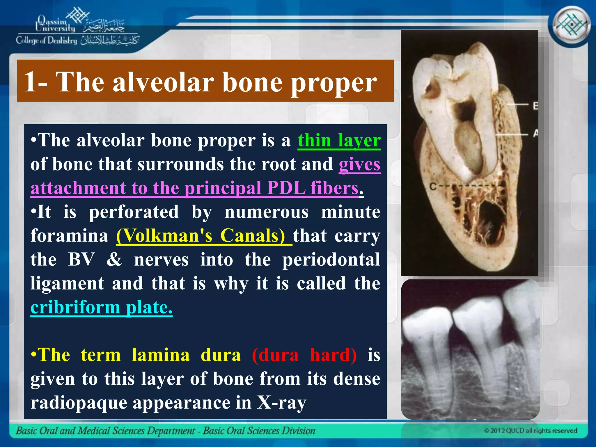 Alveolar bone | PPTX