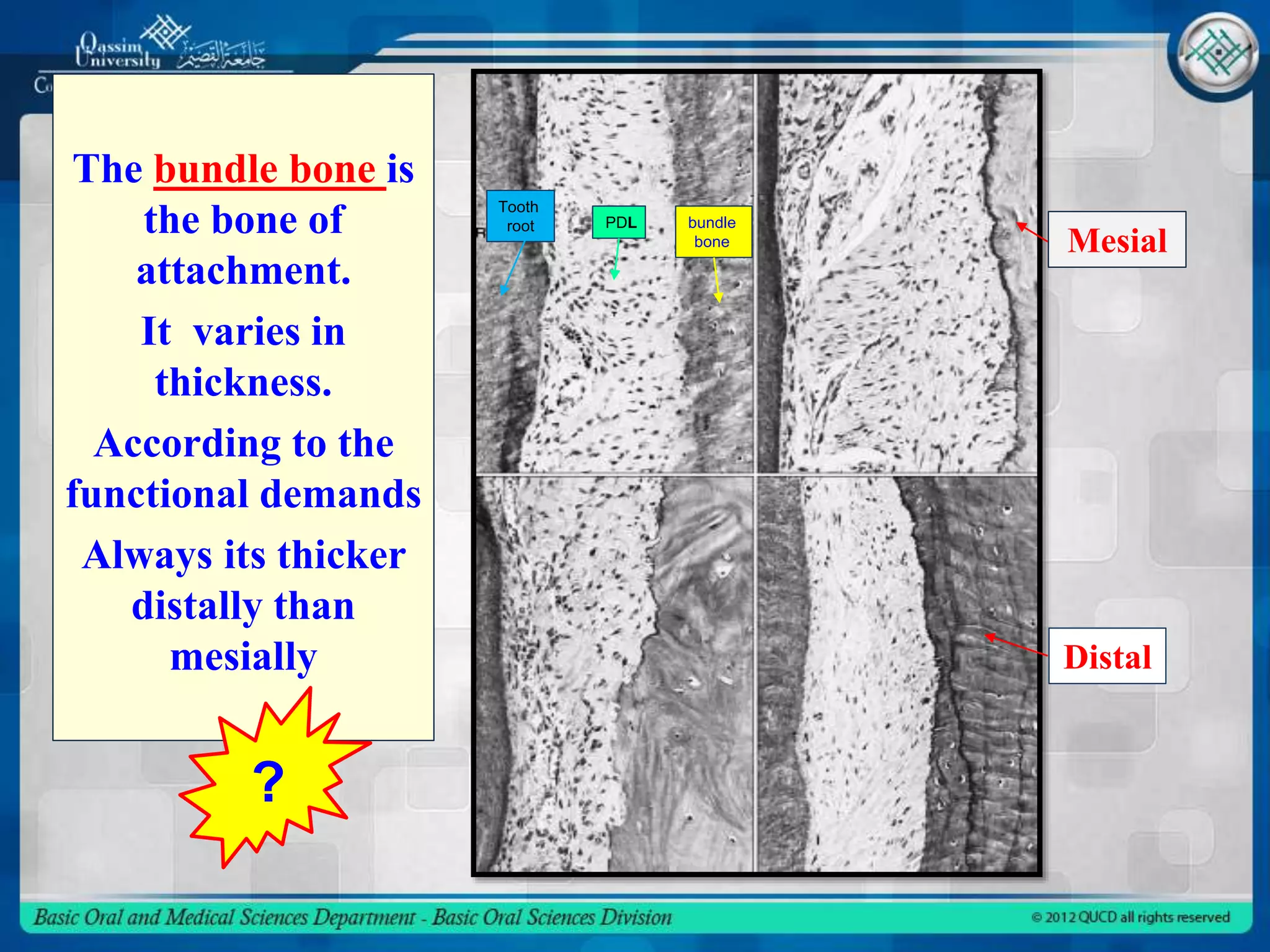 Alveolar bone | PPTX