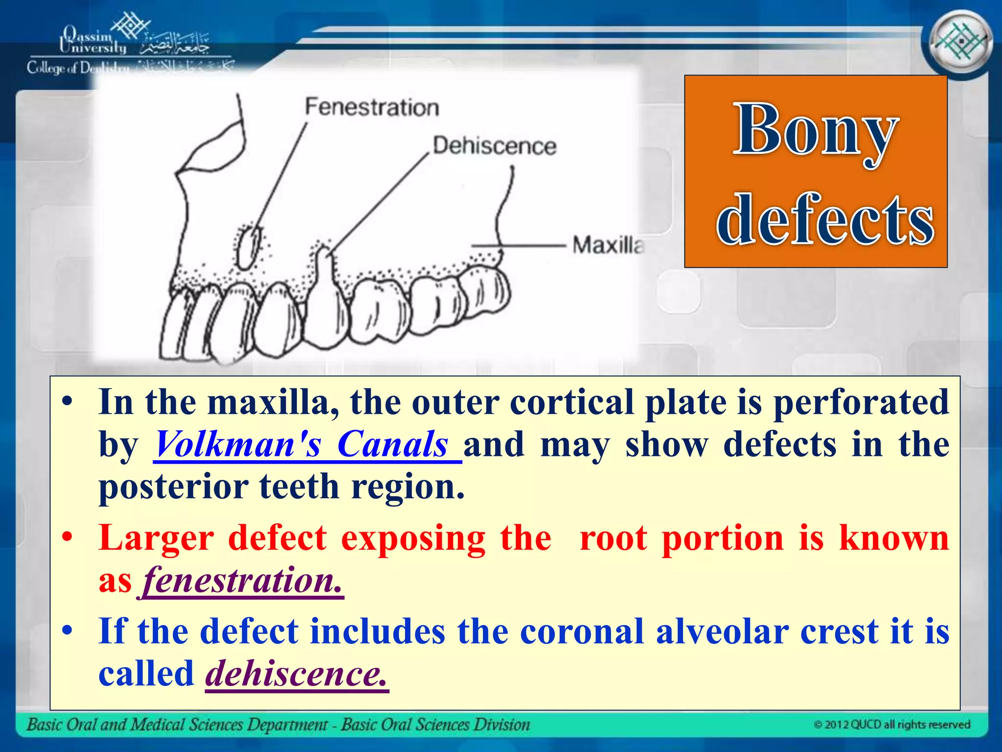 Alveolar bone | PPTX