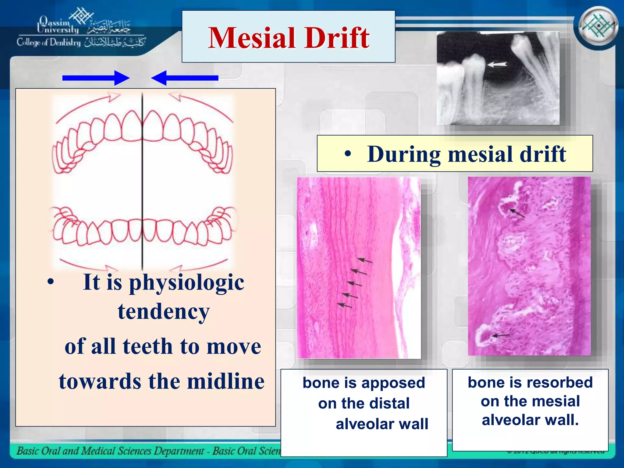 Alveolar bone | PPTX