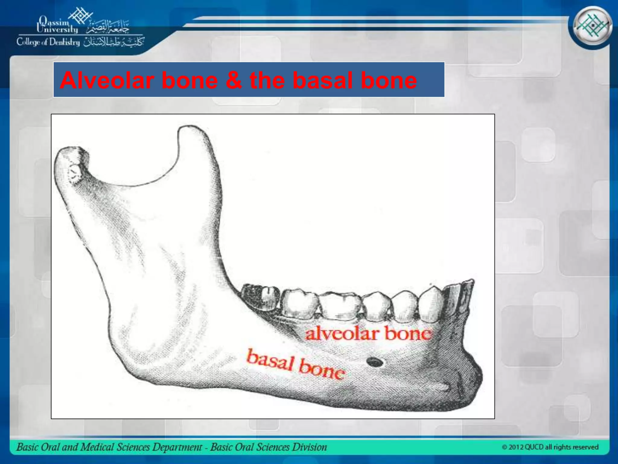 Alveolar bone | PPTX