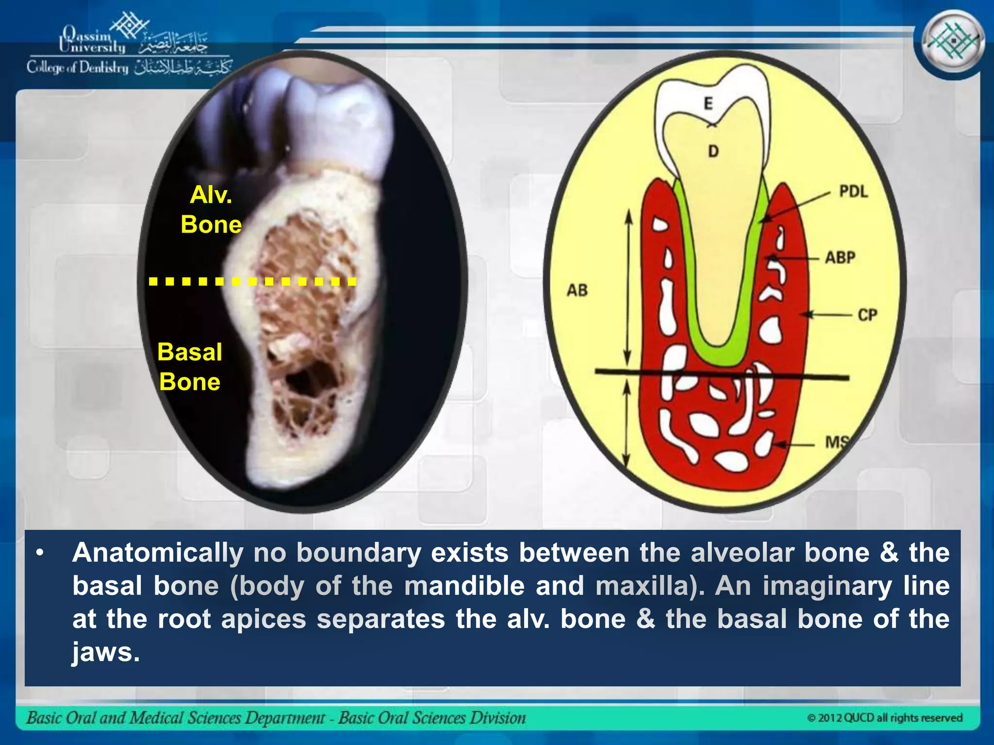 Alveolar bone | PPTX