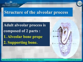 Alveolar bone | PPTX