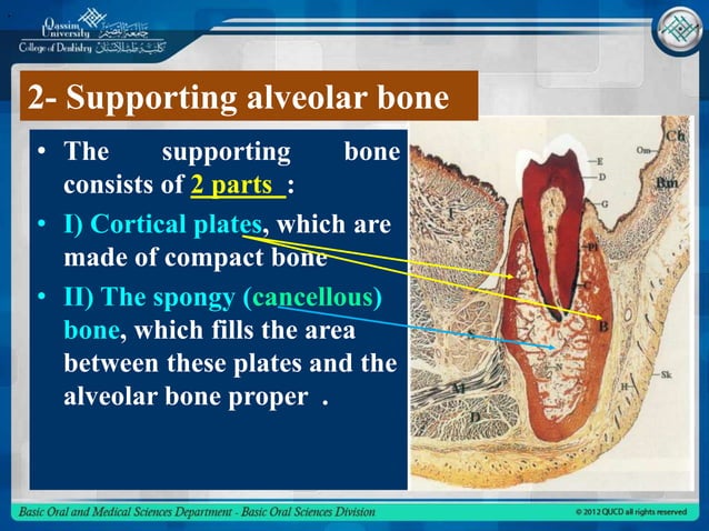 Alveolar bone | PPTX | Bone and Joint Conditions | Diseases and Conditions