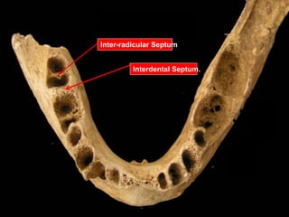 Alveolar bone | PPTX