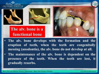 Alveolar bone | PPTX