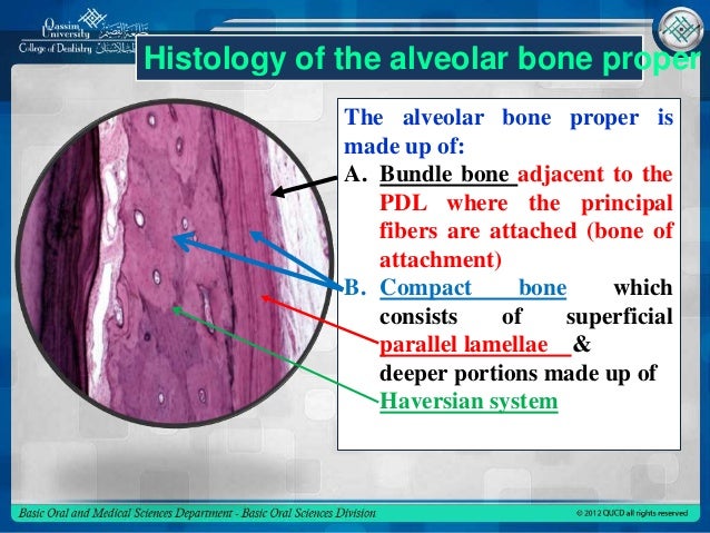 Alveolar bone