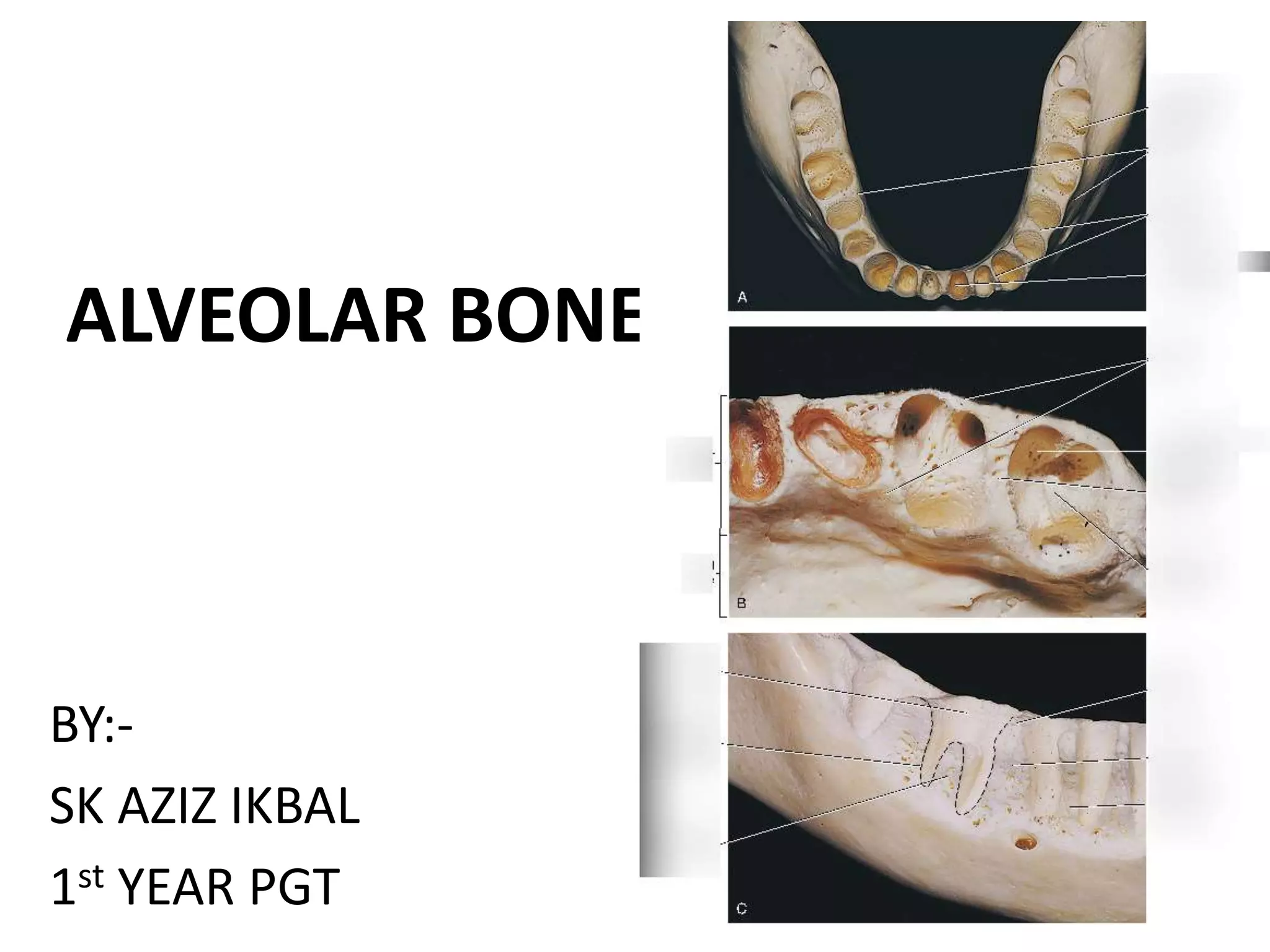 Alveolar bone | PPTX