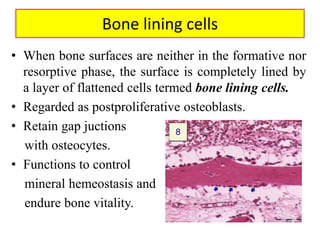 Alveolar bone | PPTX