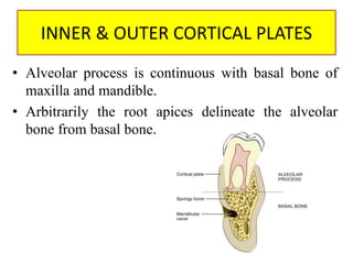 Alveolar Bone Proper Cortical Plates