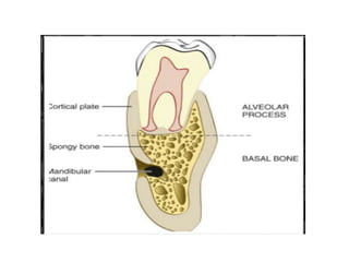 Alveolar Bone Proper Components