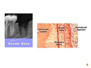 Alveolar bone | PPTX