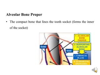 Alveolar bone | PPT