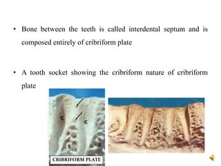 Cribriform Plate Alveolar Bone