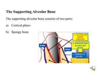 Alveolar Bone Proper Components