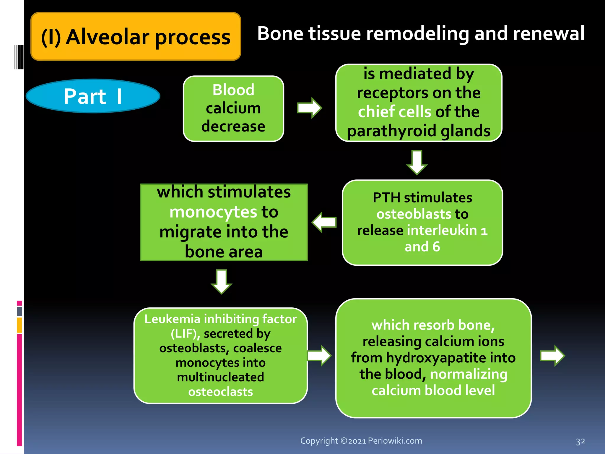 Alveolar bone | PPTX