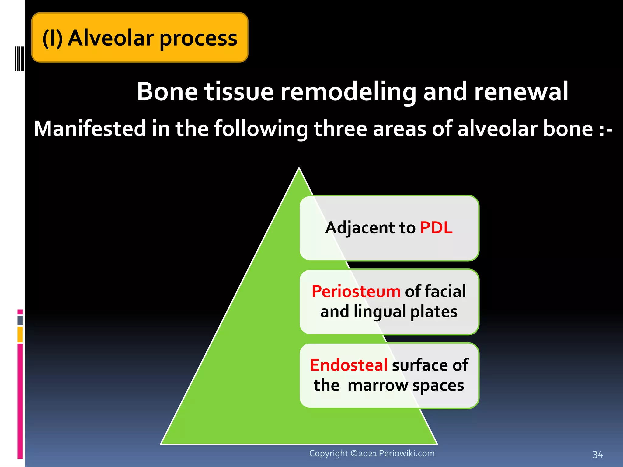 Alveolar bone | PPTX