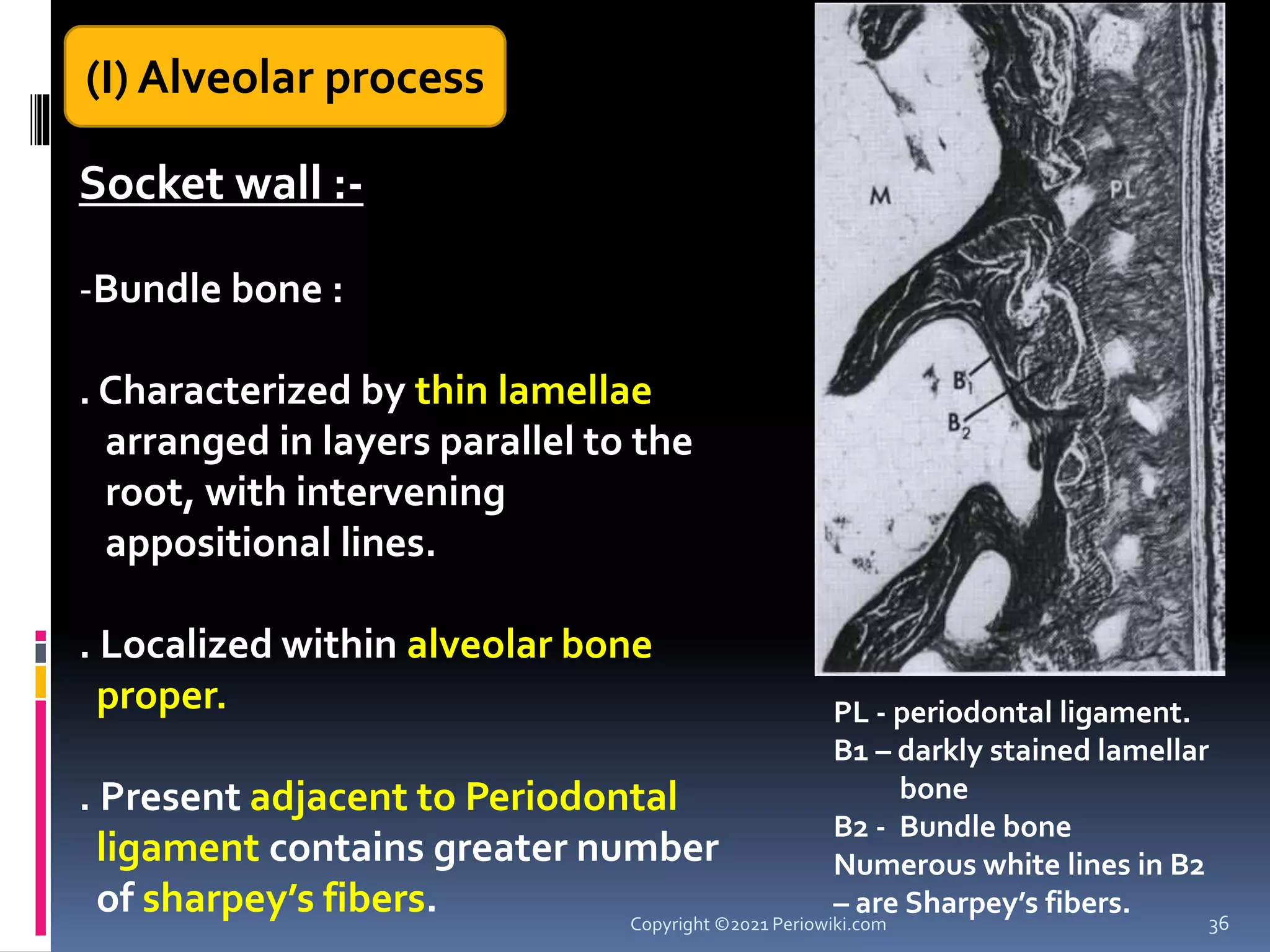 Alveolar bone | PPTX