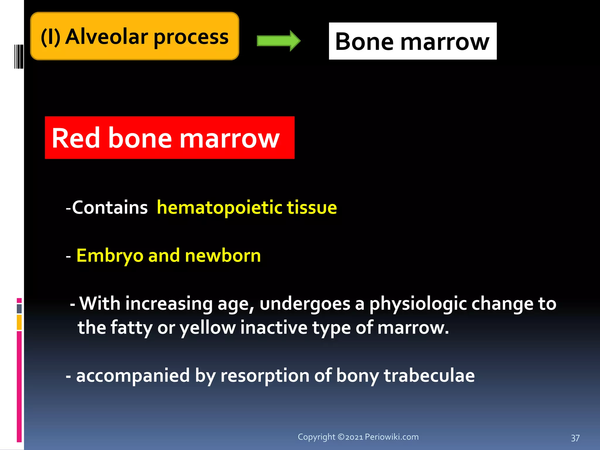 Alveolar bone | PPTX