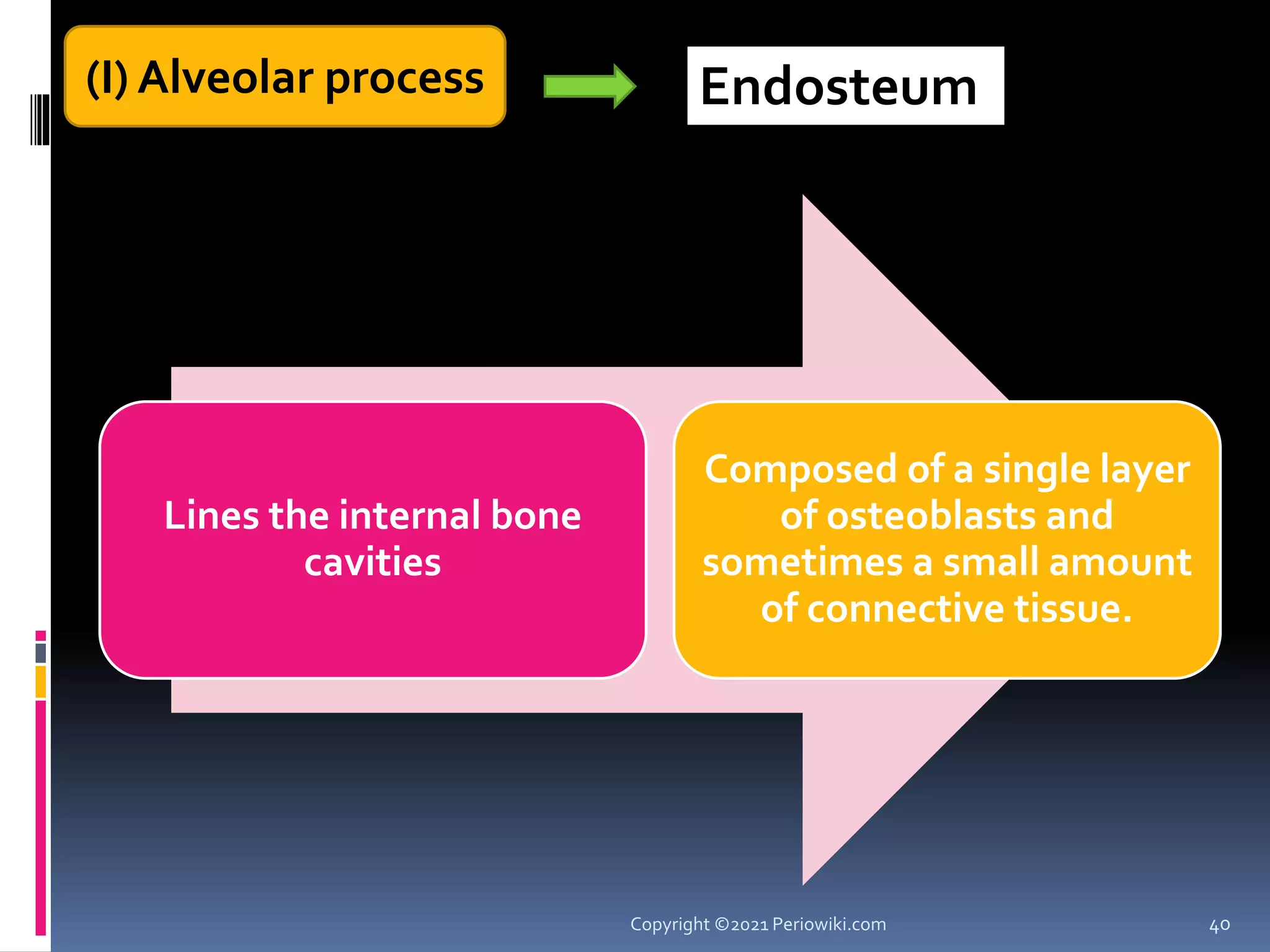 Alveolar bone | PPTX