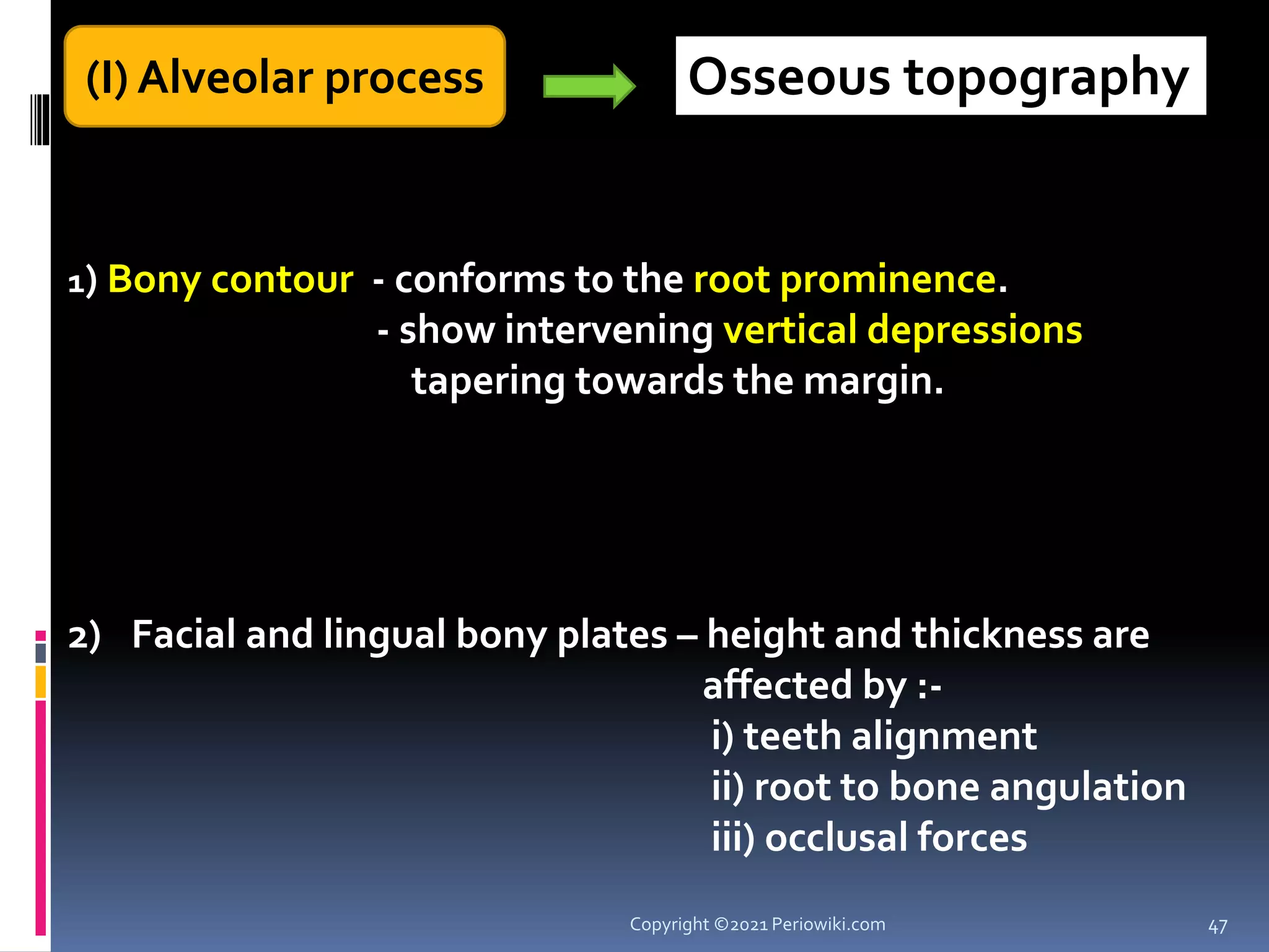 Alveolar bone | PPTX