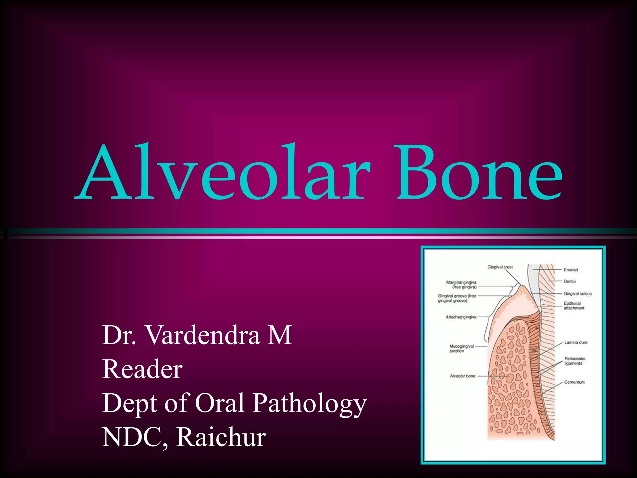 Alveolar Bone.ppt