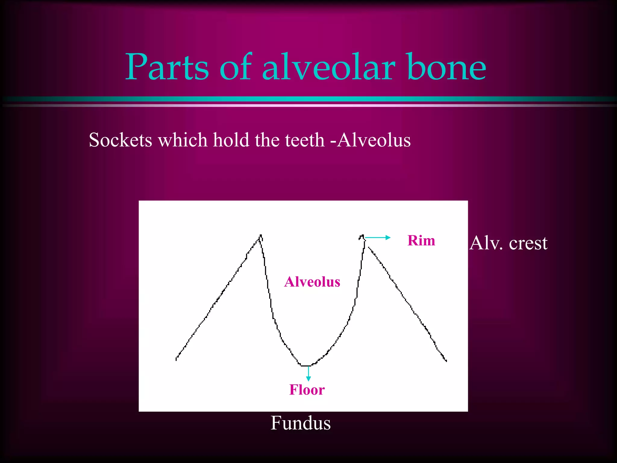 Alveolar Bone.ppt
