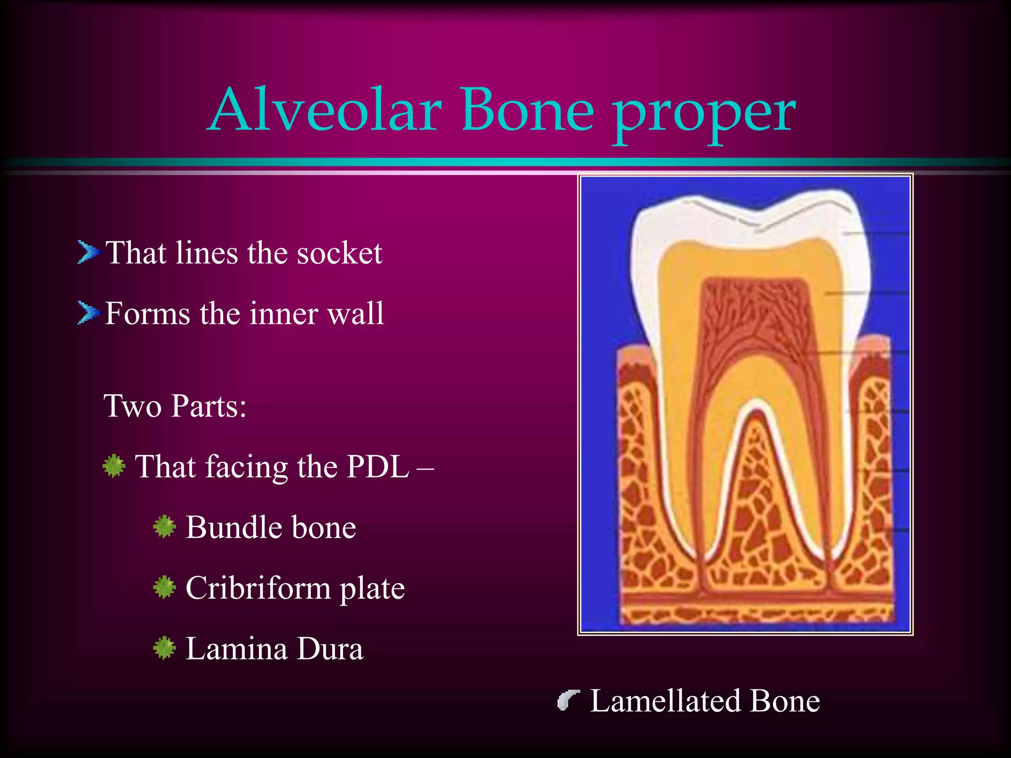 Alveolar Bone.ppt