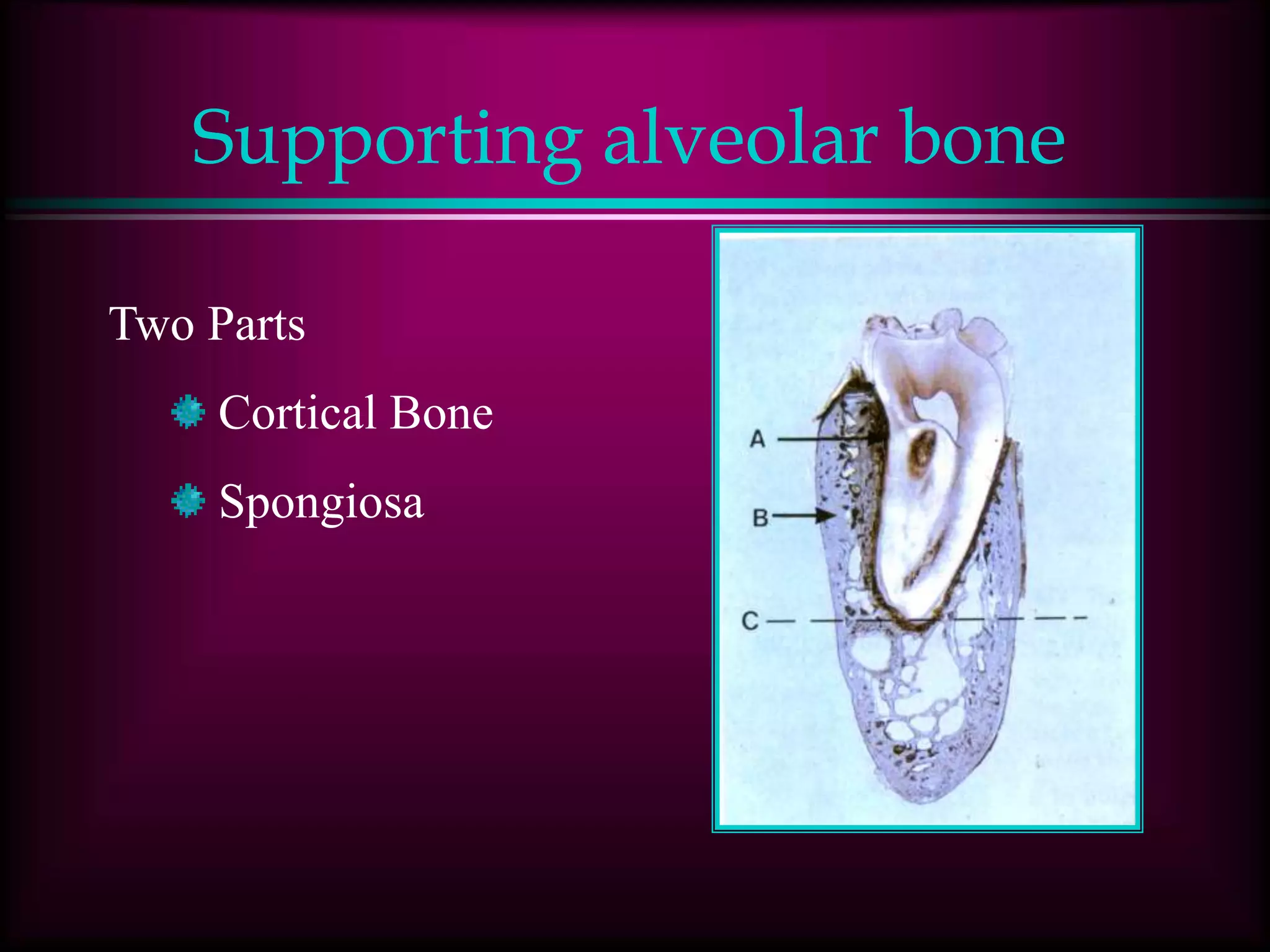 Alveolar Bone.ppt