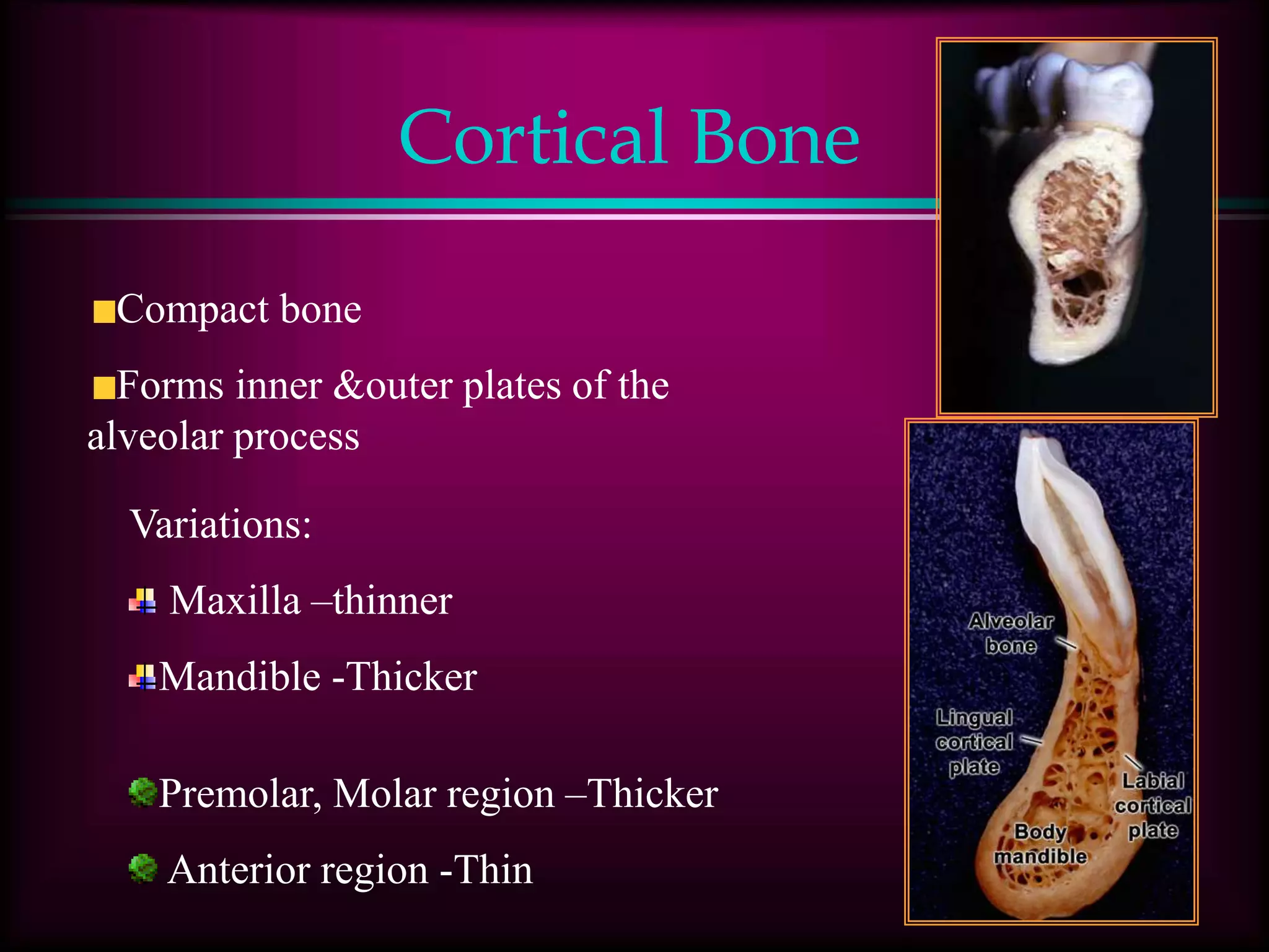 Alveolar Bone.ppt