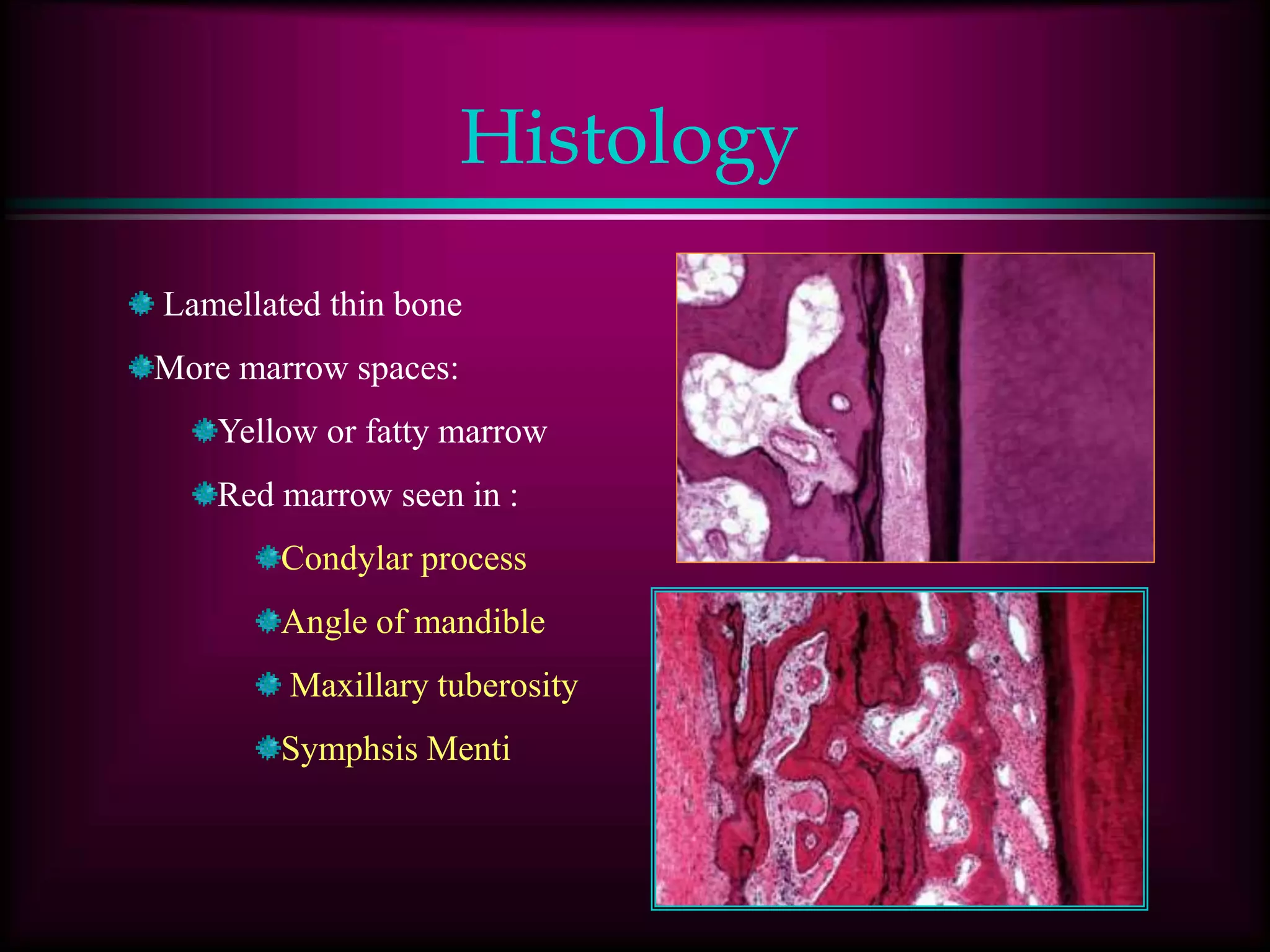Alveolar Bone.ppt