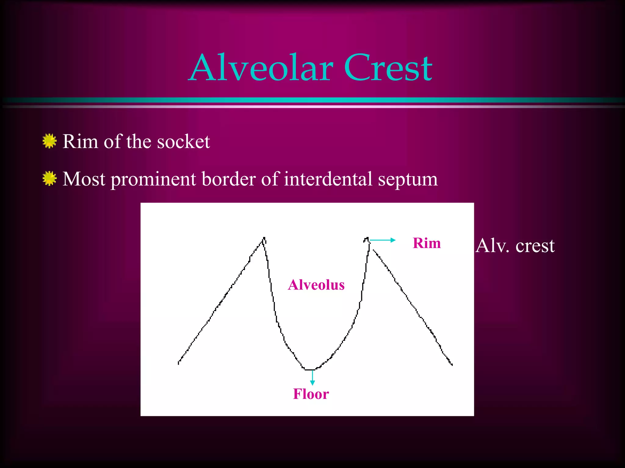Alveolar Bone.ppt