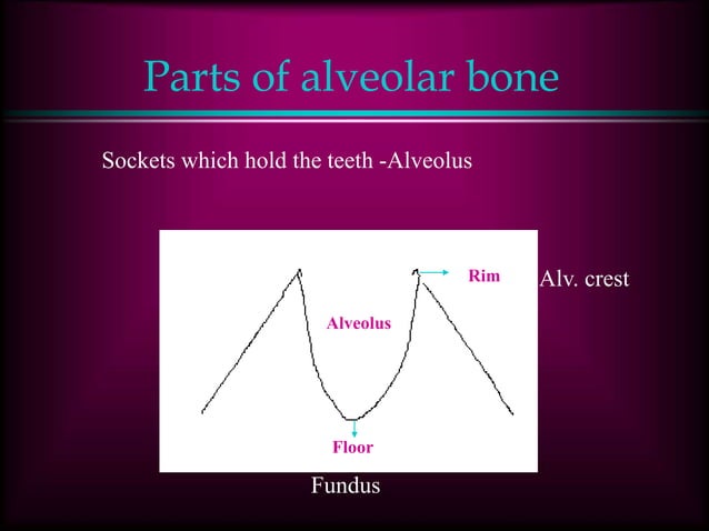 Alveolar Bone.ppt | Bone and Joint Conditions | Diseases and Conditions