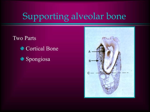 Alveolar Bone.ppt | Bone and Joint Conditions | Diseases and Conditions