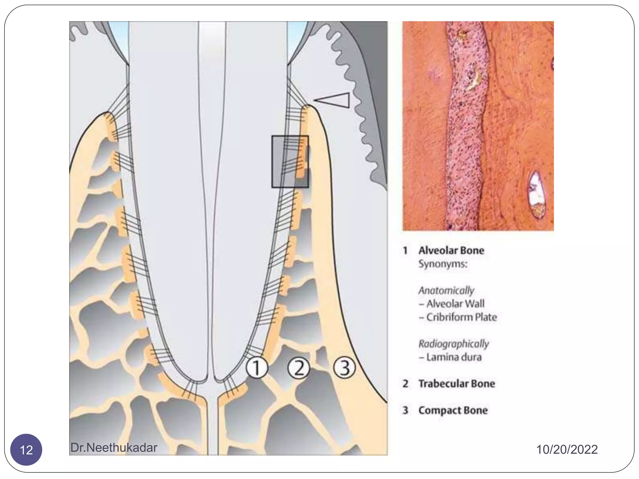 alveolar bone.pptx