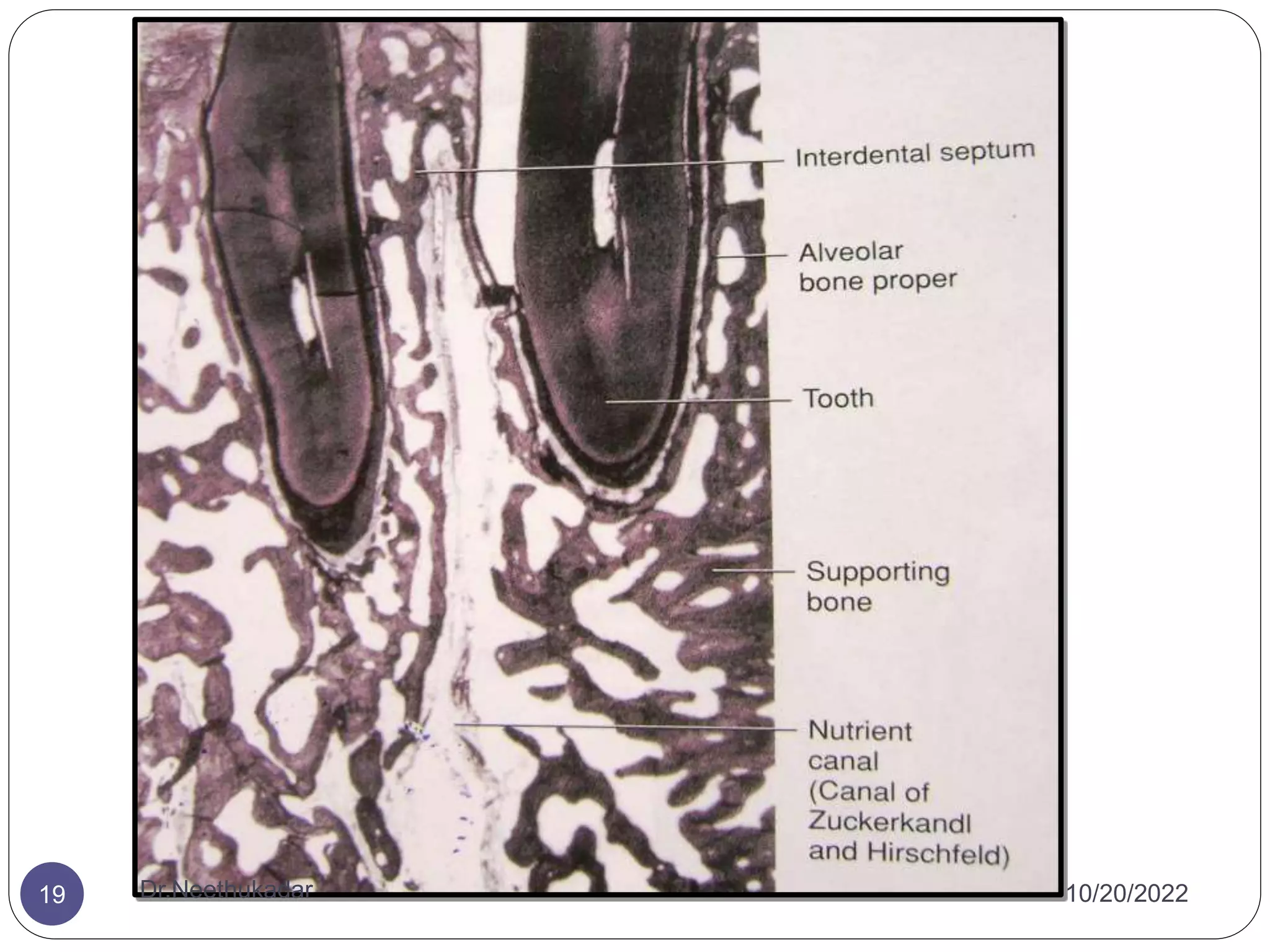 alveolar bone.pptx