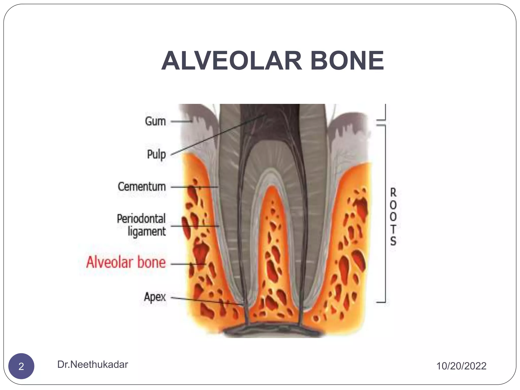 alveolar bone.pptx