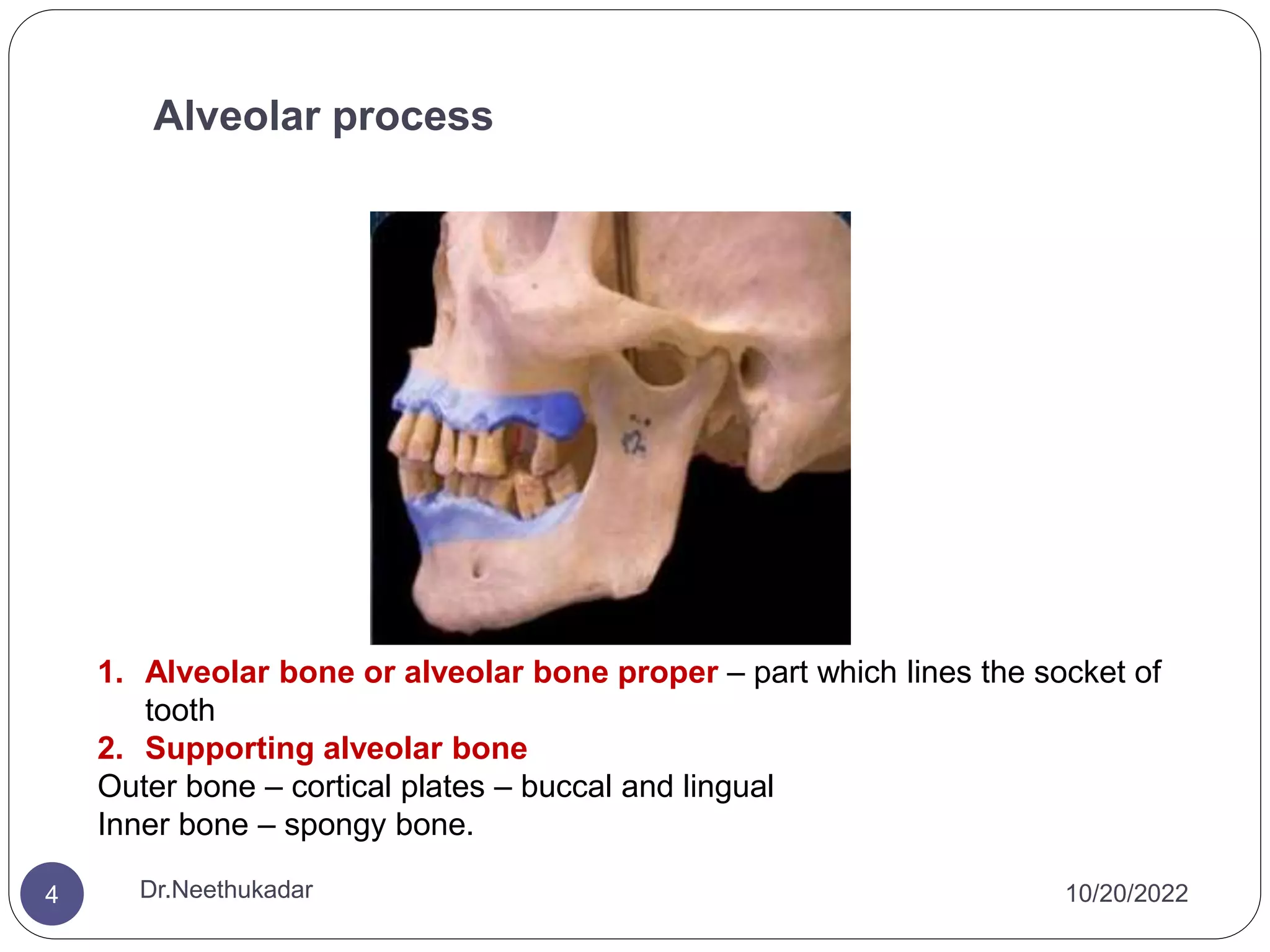 alveolar bone.pptx