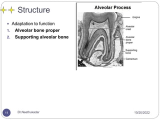 alveolar bone.pptx