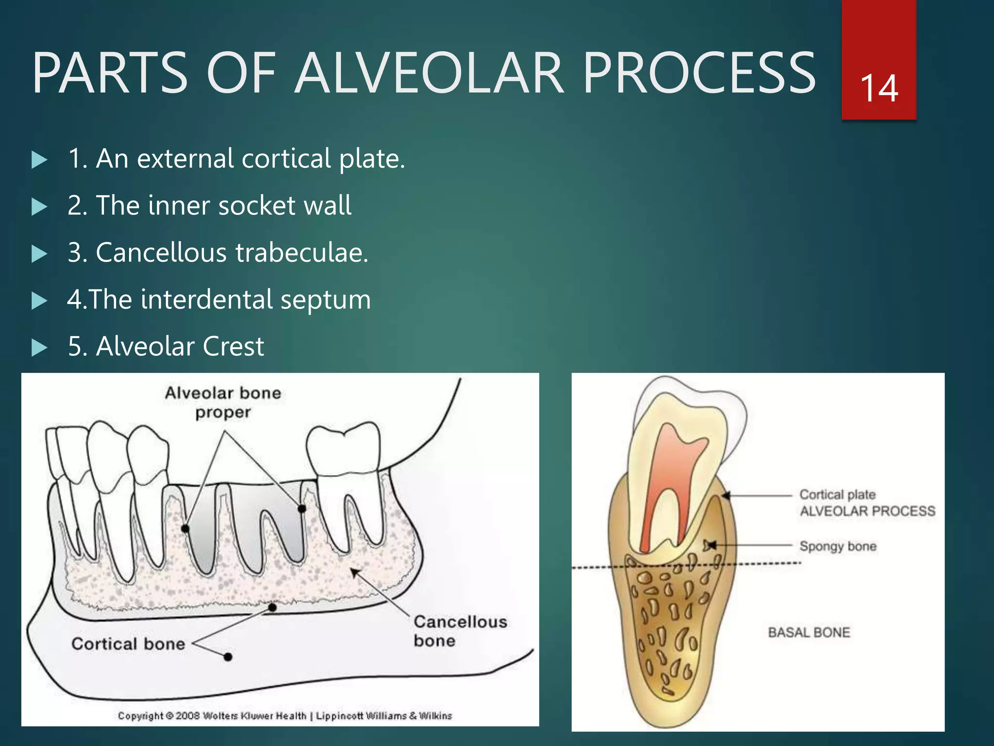 Alveolar bone.pptx