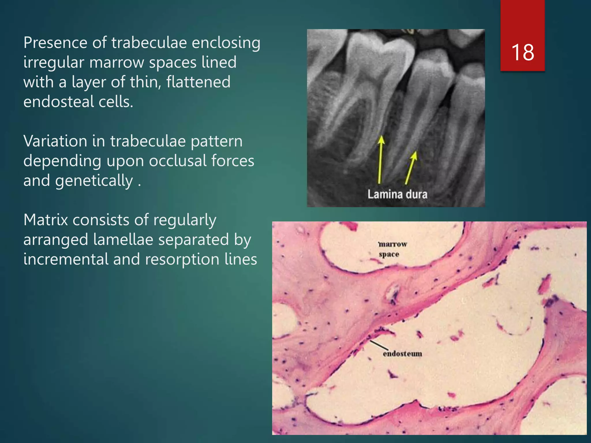 Alveolar bone.pptx