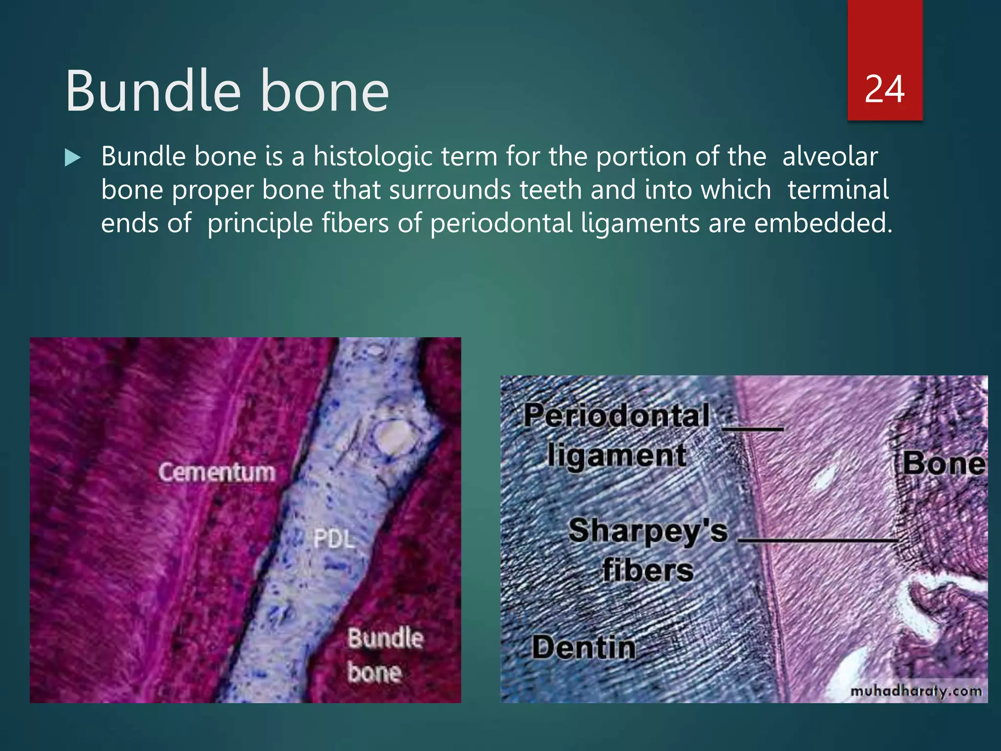 Alveolar bone.pptx