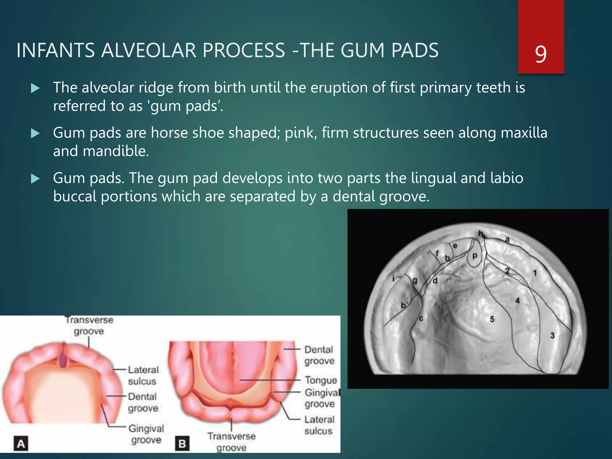 Alveolar bone.pptx